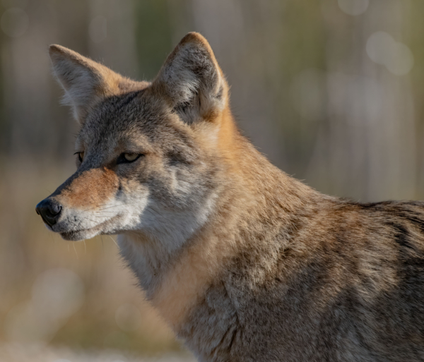 Trish Harmon - Official Website